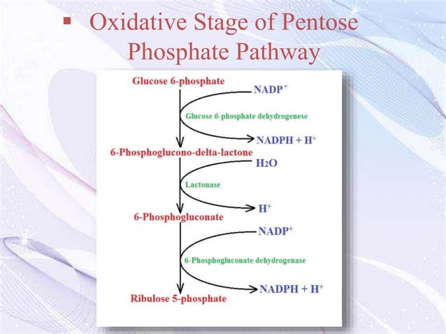 HMP PATHWAY.pptx | Endocrine and Metabolic Diseases | Diseases and ...