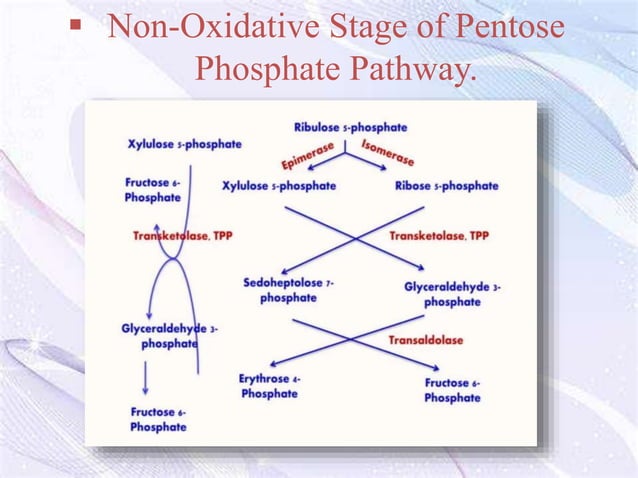 HMP PATHWAY.pptx | Endocrine and Metabolic Diseases | Diseases and ...