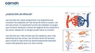 MII anatomia sistema vasc ...
