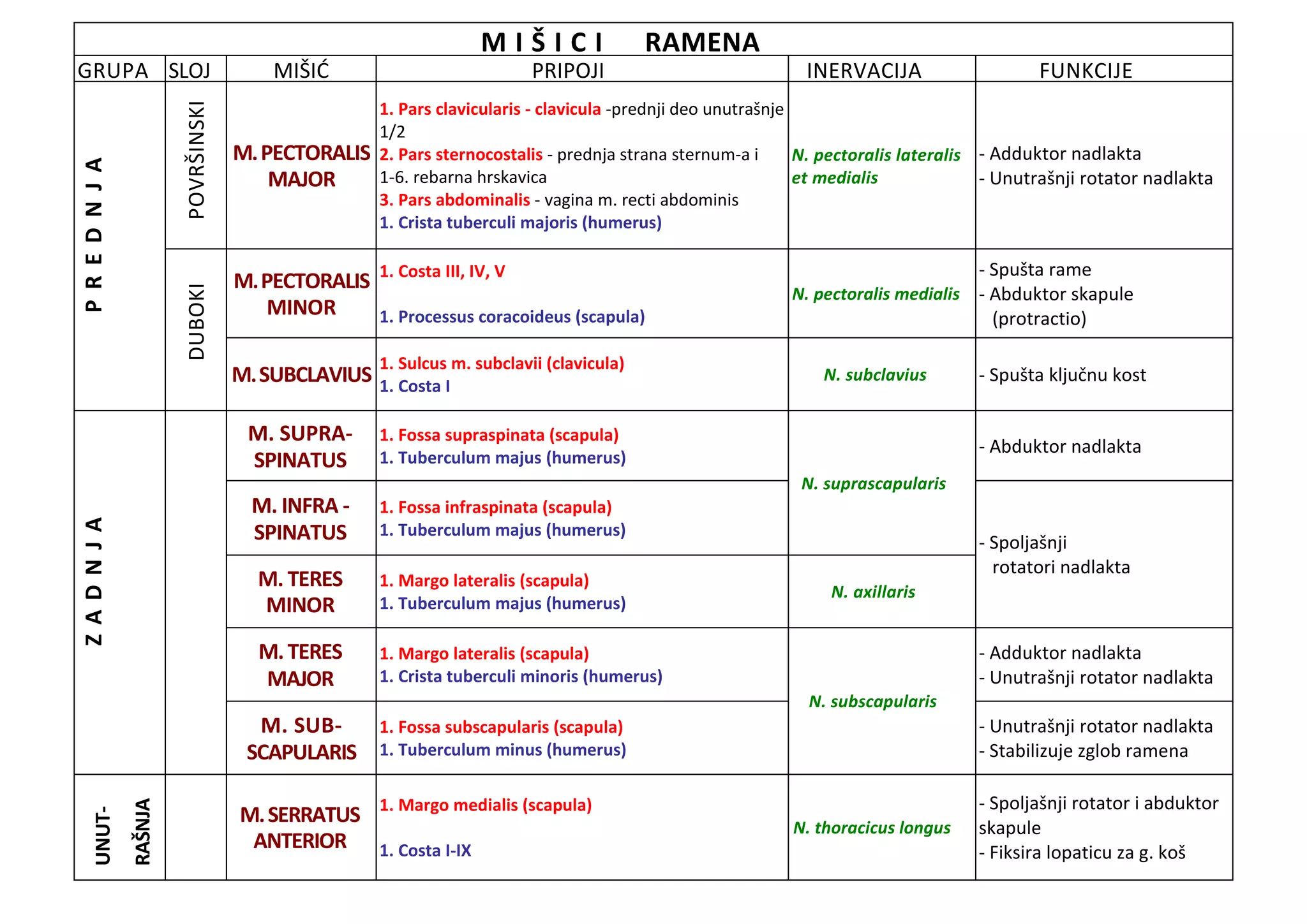 Mišici ramena i ruke tabele (2) | PDF