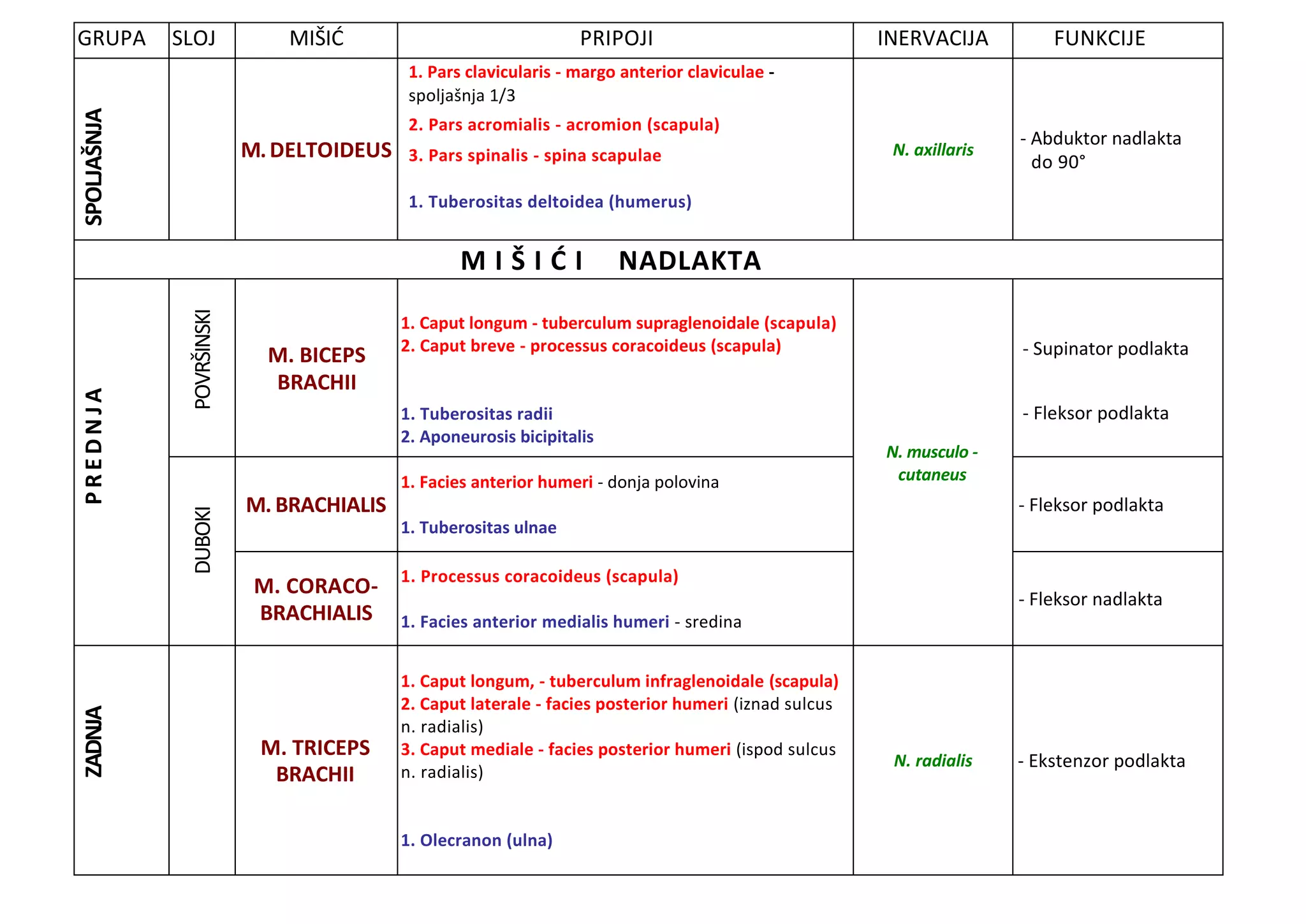 Mišici ramena i ruke tabele (2) | PDF