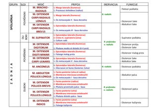 Mišici ramena i ruke tabele (2) | PDF