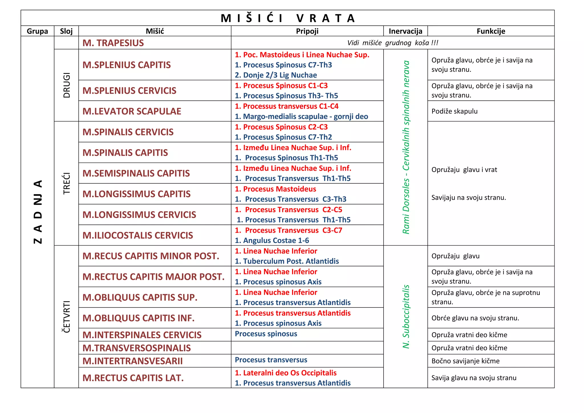 Mišici zadnje strane vrata tabela (3) | PDF
