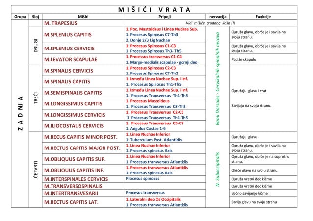 Mišici zadnje strane vrata tabela (3) | PDF