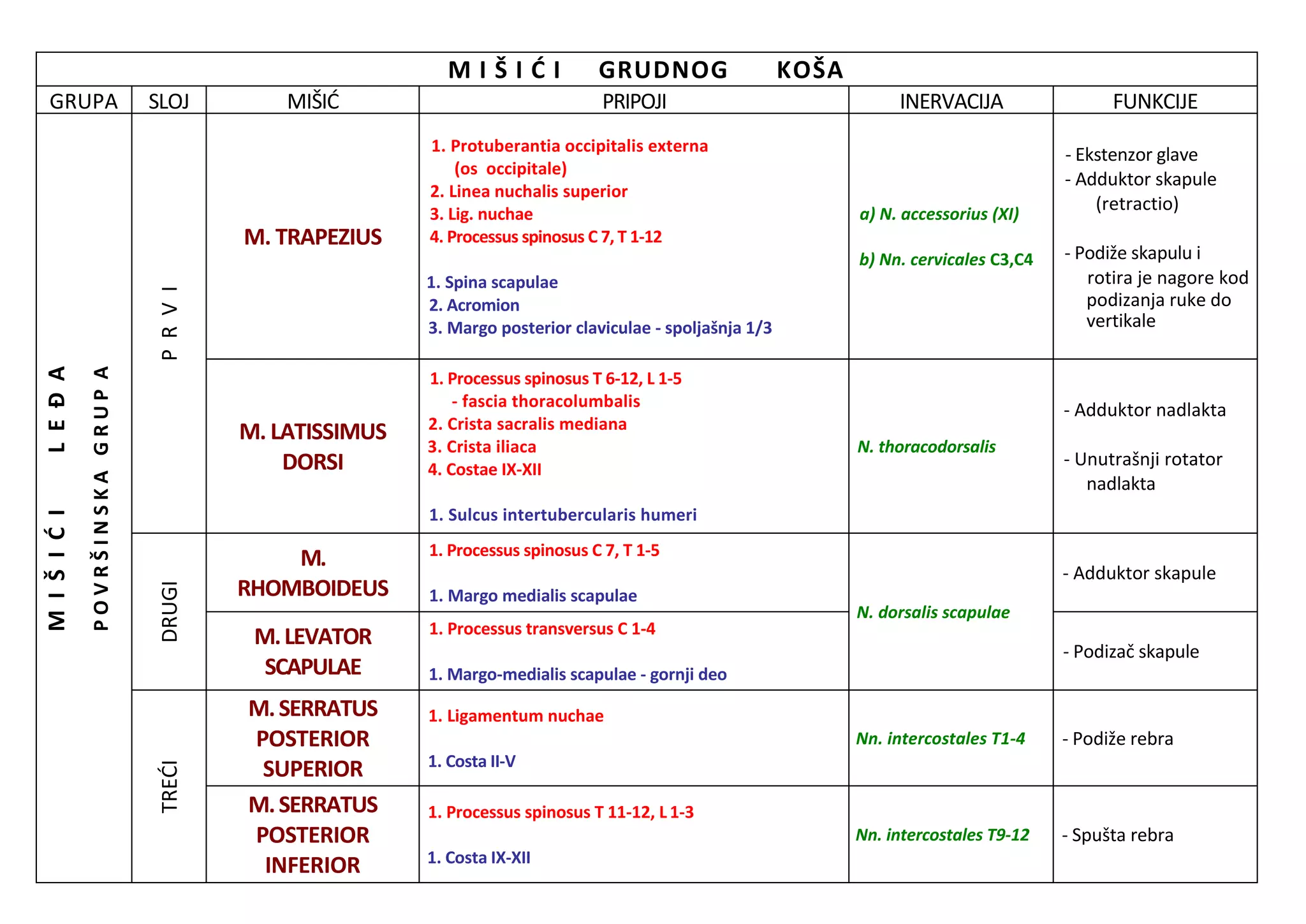 Mišici grudnog koša tabele (4) | PDF