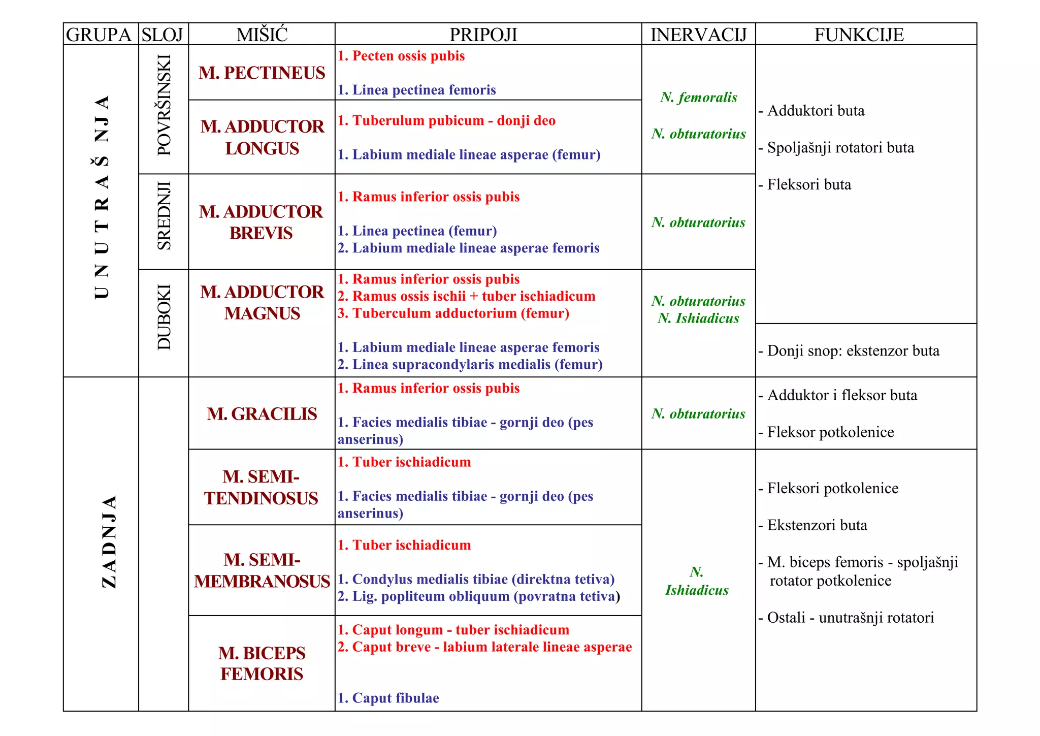 Mišici kuka i noge tabele (5) | PDF