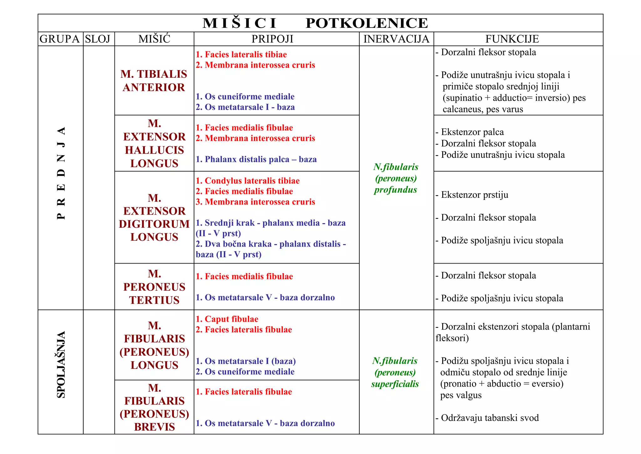 Mišici kuka i noge tabele (5) | PDF