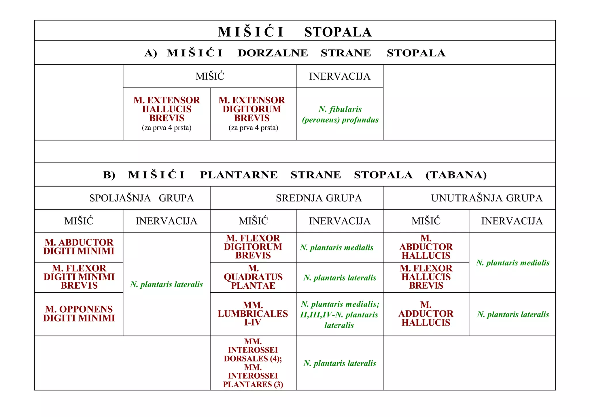 Mišici kuka i noge tabele (5) | PPT