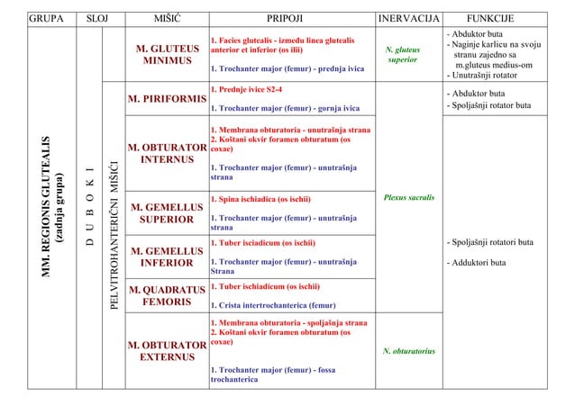 Mišici kuka i noge tabele (5) | PDF