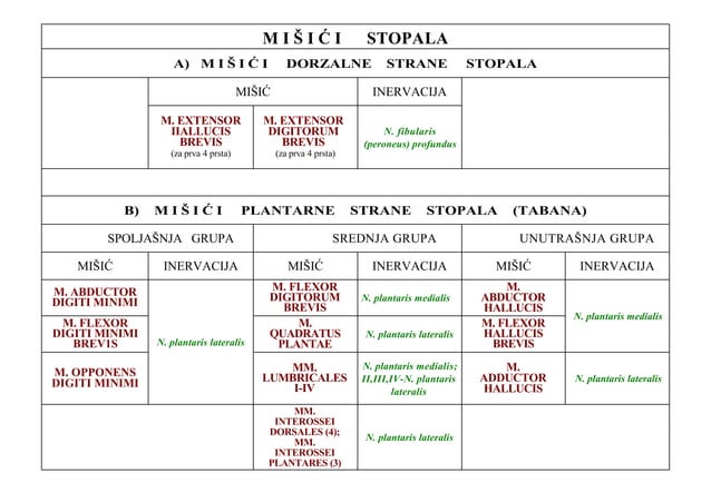 Mišici kuka i noge tabele (5) | PDF