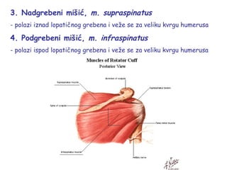 Mišići ruke i noge | PPT