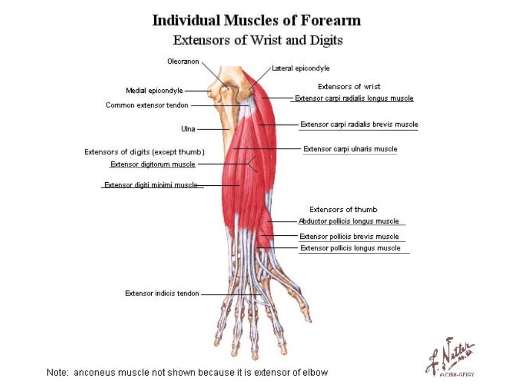 Mišići ruke i noge