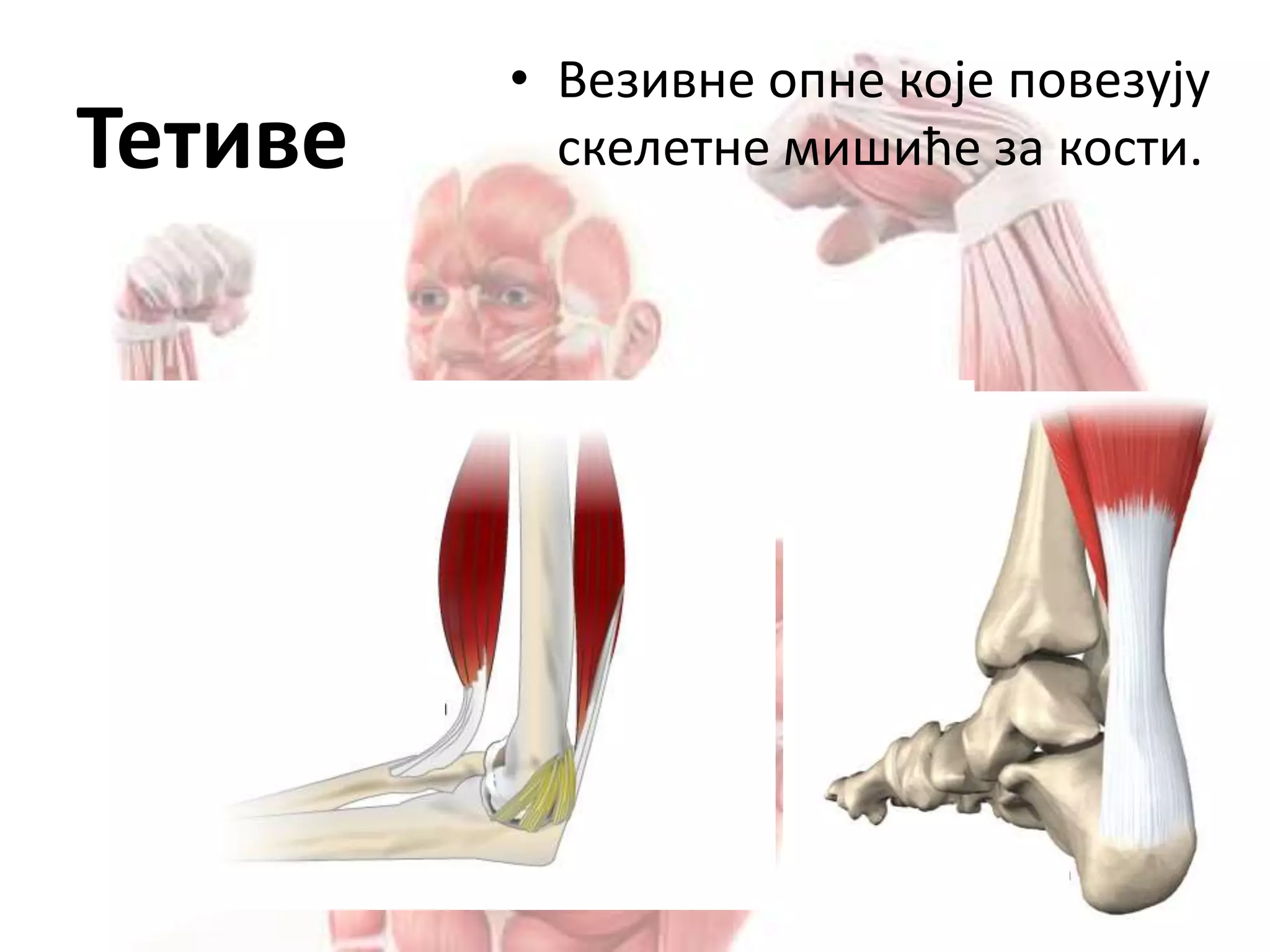 Mišićni sistem | PPTX