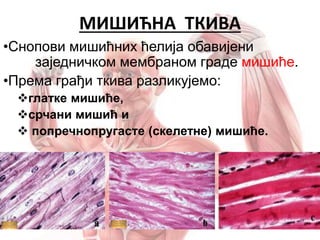 Mišićni sistem | PPTX