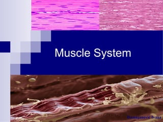 Muscle system | PPT