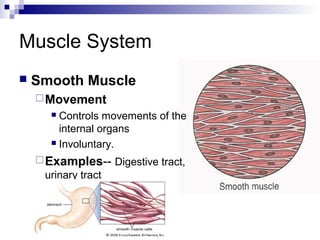 Muscle system | PPT