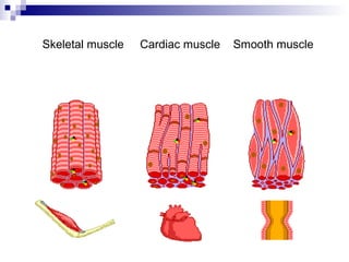 Muscle system | PPT
