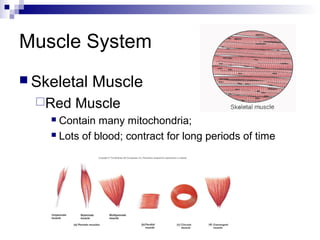 Muscle system | PPT
