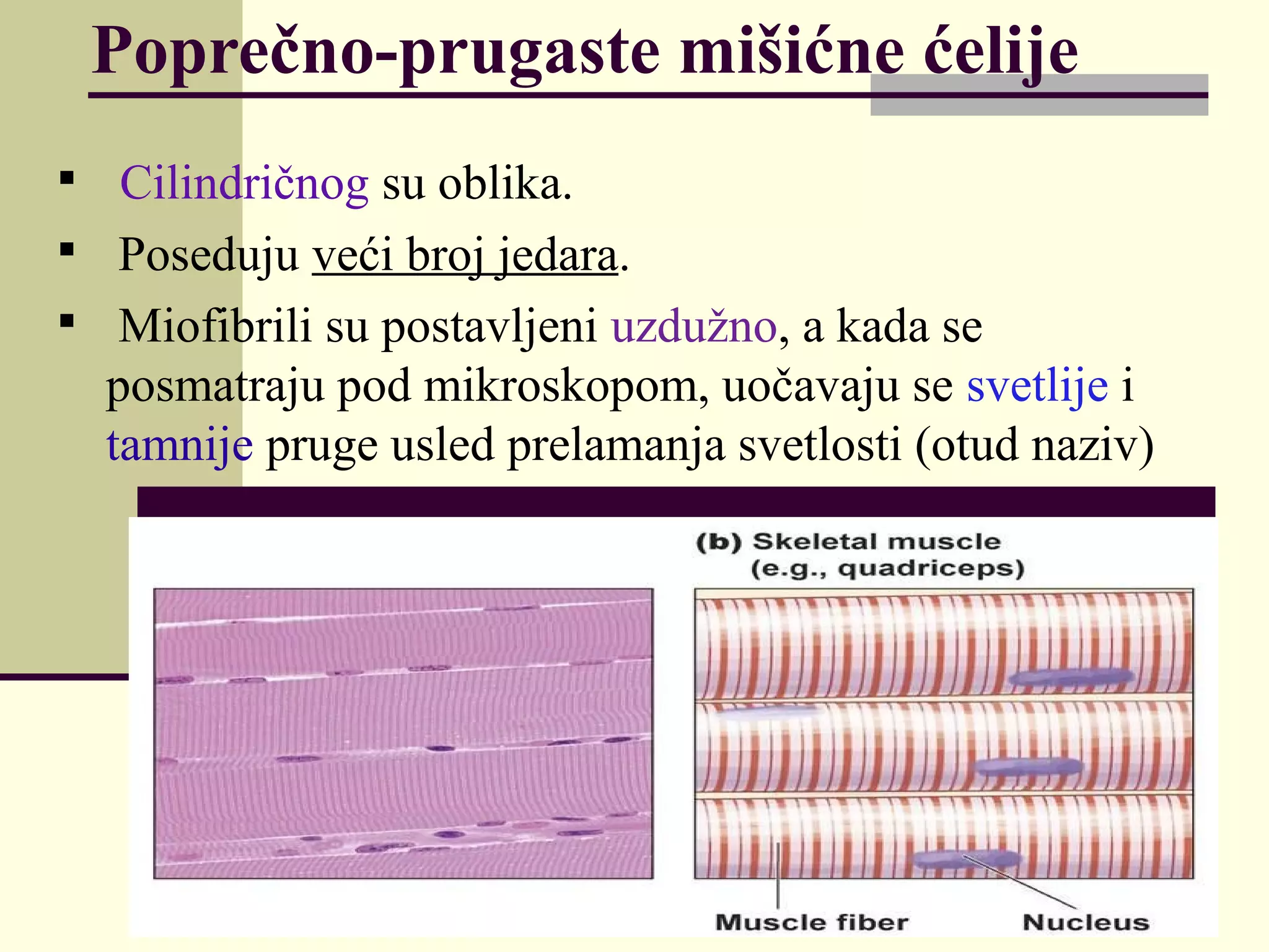 Mišićni sistem | PPT