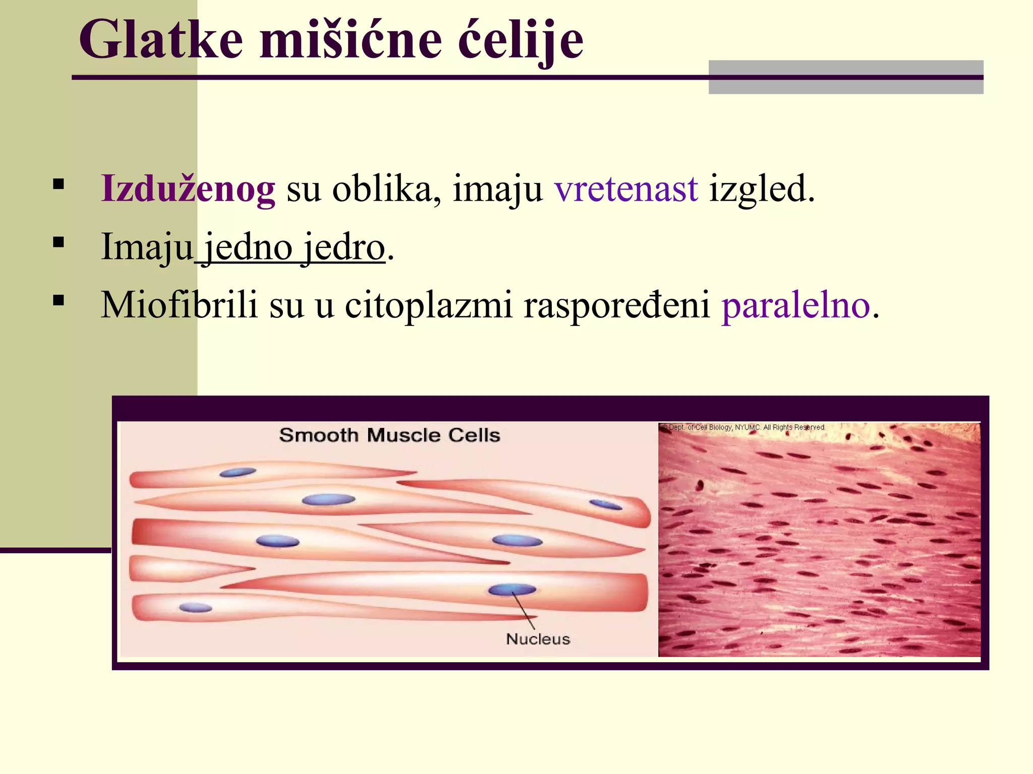 Mišićni sistem | PPT