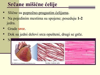 Mišićni sistem | PPT