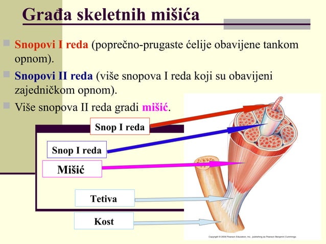 Mišićni sistem | PPT