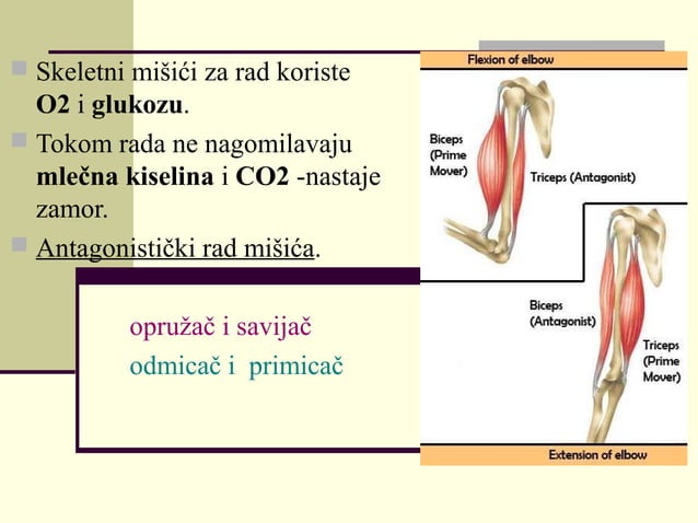 Mišićni sistem | PPT