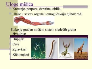 Mišićni sistem | PPT
