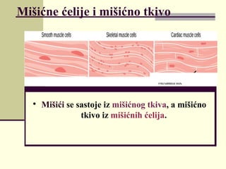 Mišićni sistem | PPT