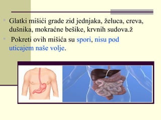 Mišićni sistem | PPT