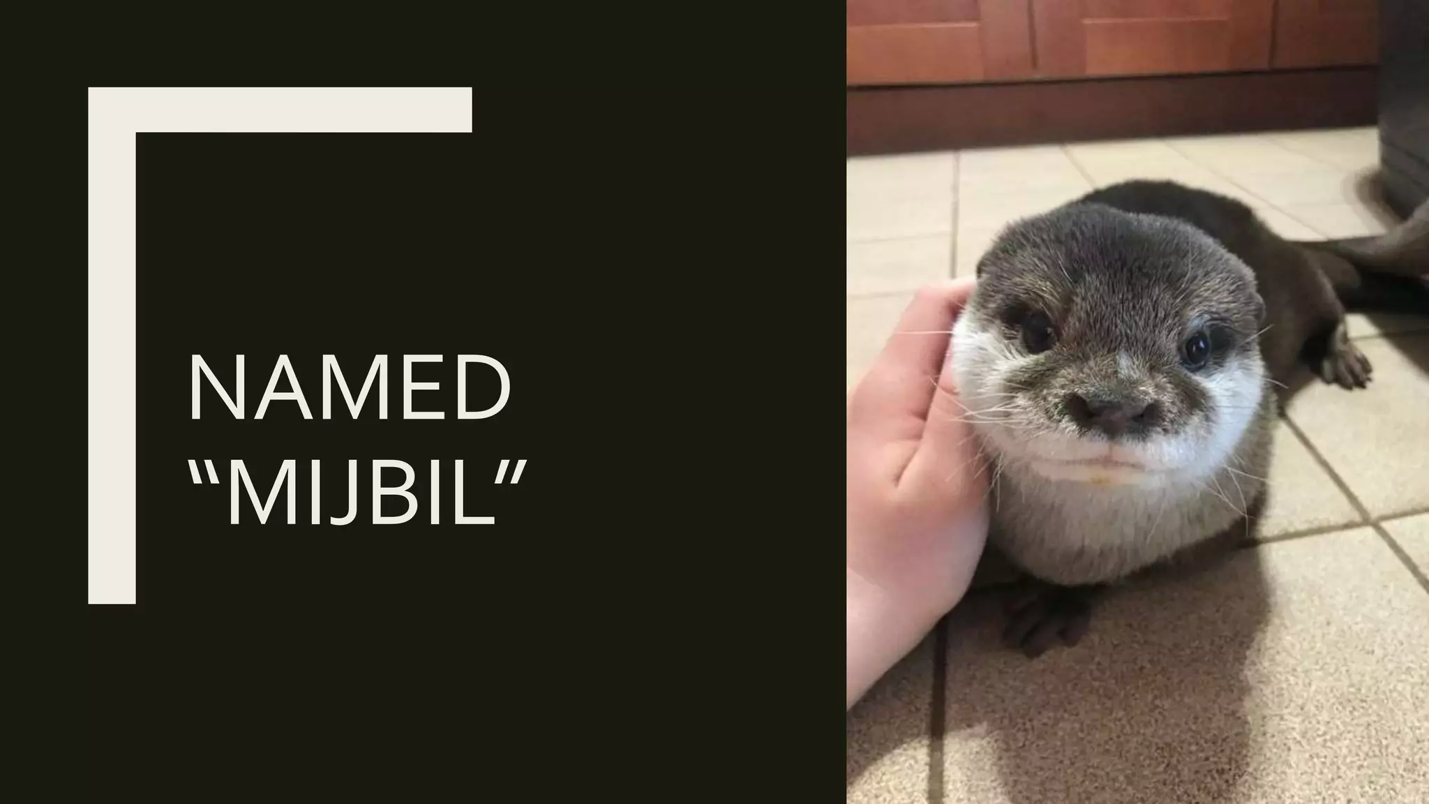Mijbil the otter | PPTX