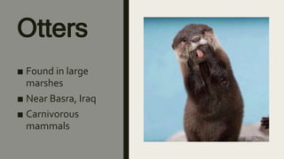 Mijbil the otter | PPTX