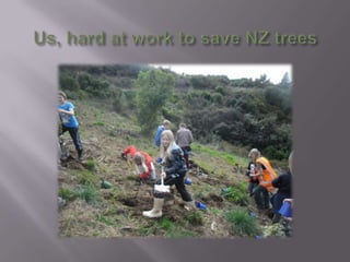 Mika tree planting | PPT