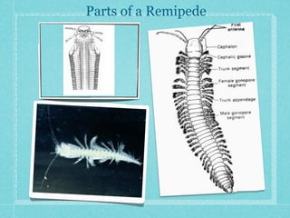 Mikayla Remipide Project | PPT