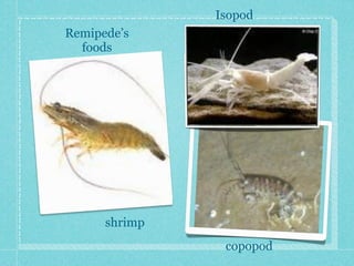 Mikayla Remipide Project | PPT