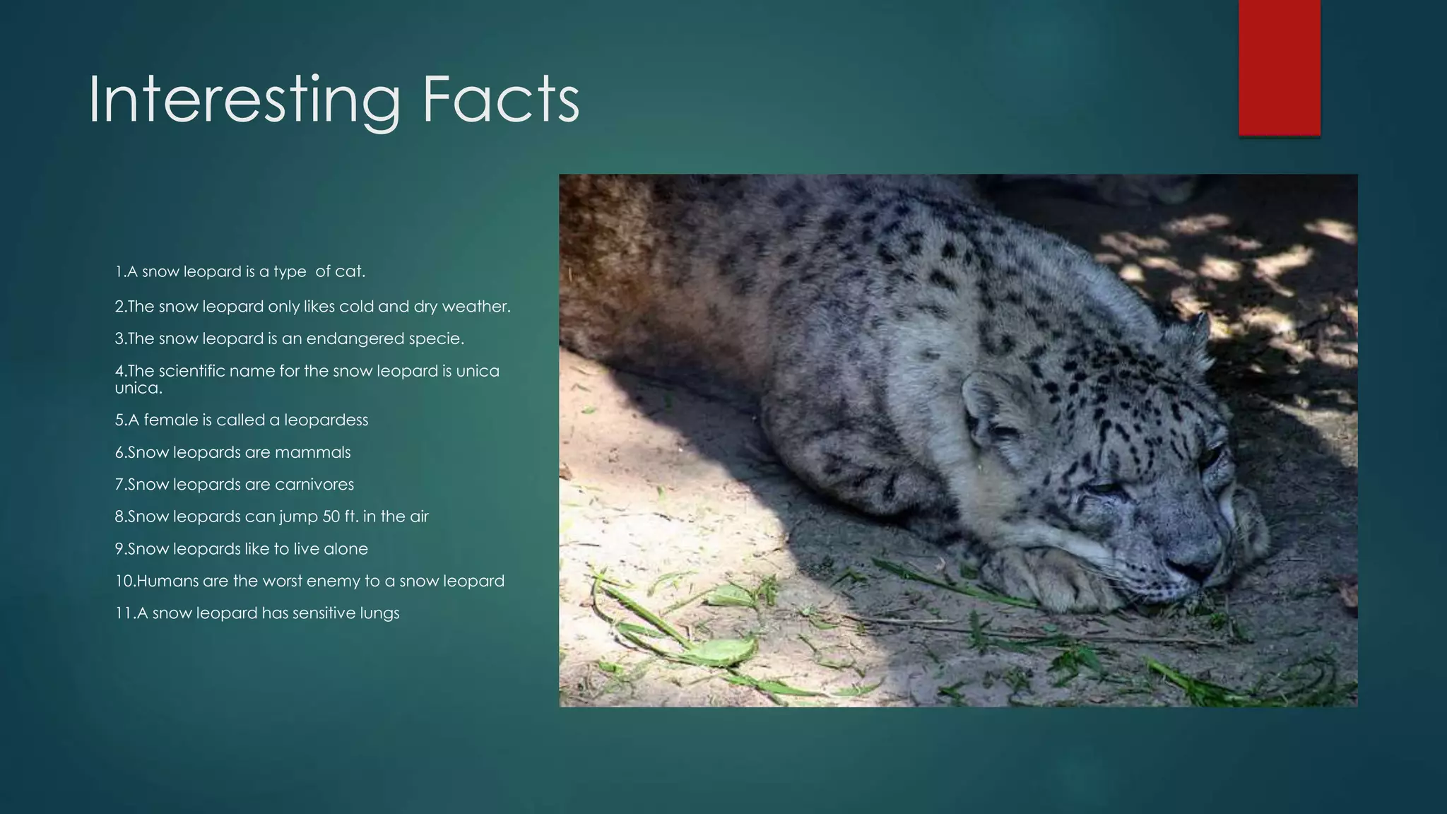 Snow Leopards | PPTX
