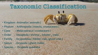Atlantic Ghost Crab | PPTX