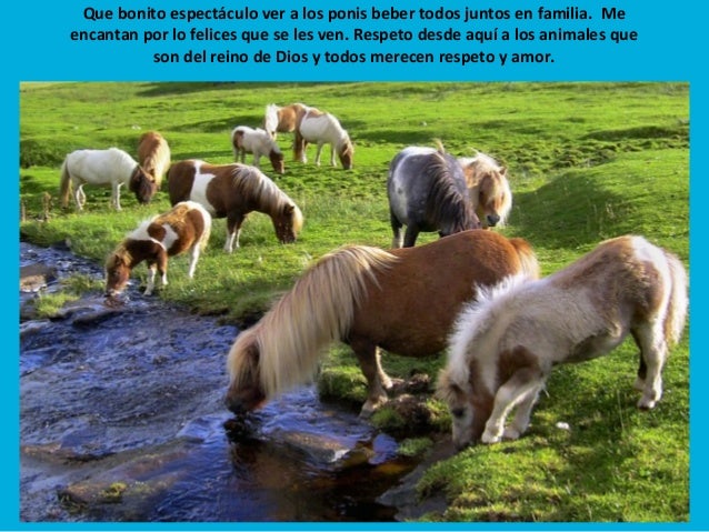 Fotos de ponis bonitos - Imagui