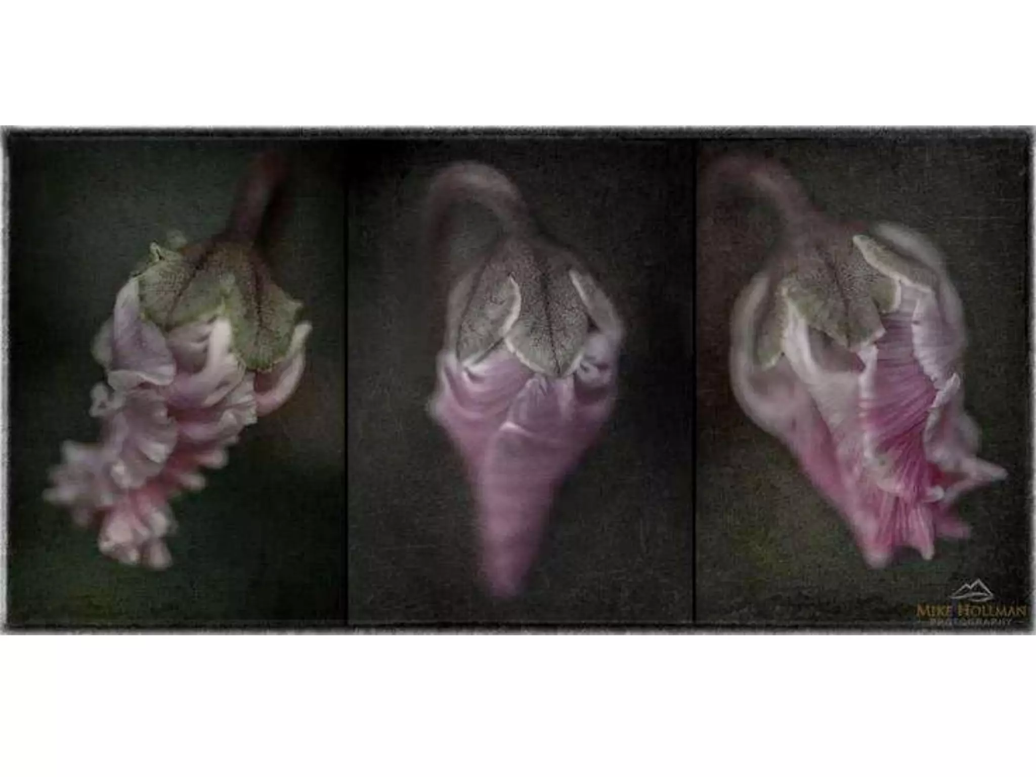 Mike Hollman Photography - Fine Art | PPTX