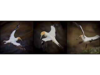 Mike Hollman Photography - Animal Portrait | PPTX | Photography | Arts ...