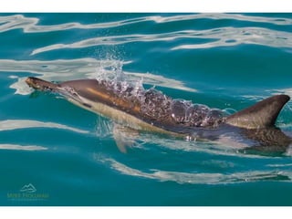 Mike Hollman Photography - Animal Portrait | PPTX