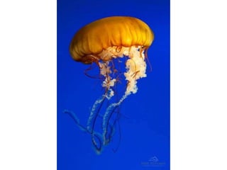 Mike Hollman Photography - Animal Portrait | PPTX | Photography | Arts ...