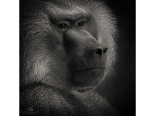Mike Hollman Photography - Animal Portrait | PPTX