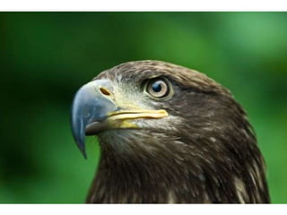 Mike Hollman Photography - Animal Portrait | PPTX
