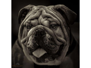 Mike Hollman Photography - Animal Portrait | PPTX