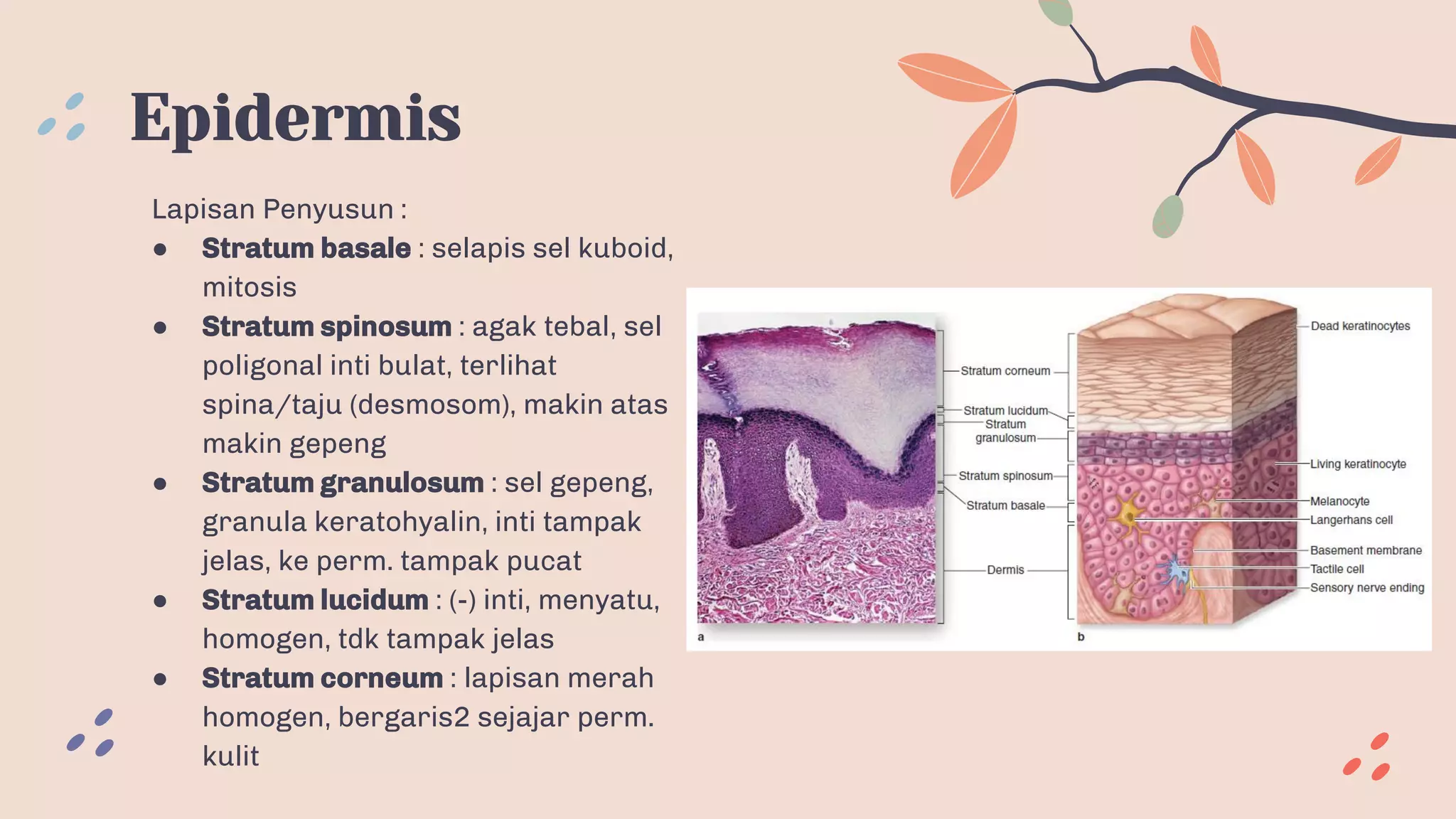 Histologi dan Fisiologi Kulit.pdf