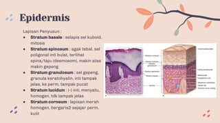Histologi dan Fisiologi Kulit.pdf