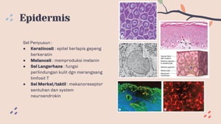Histologi dan Fisiologi Kulit.pdf