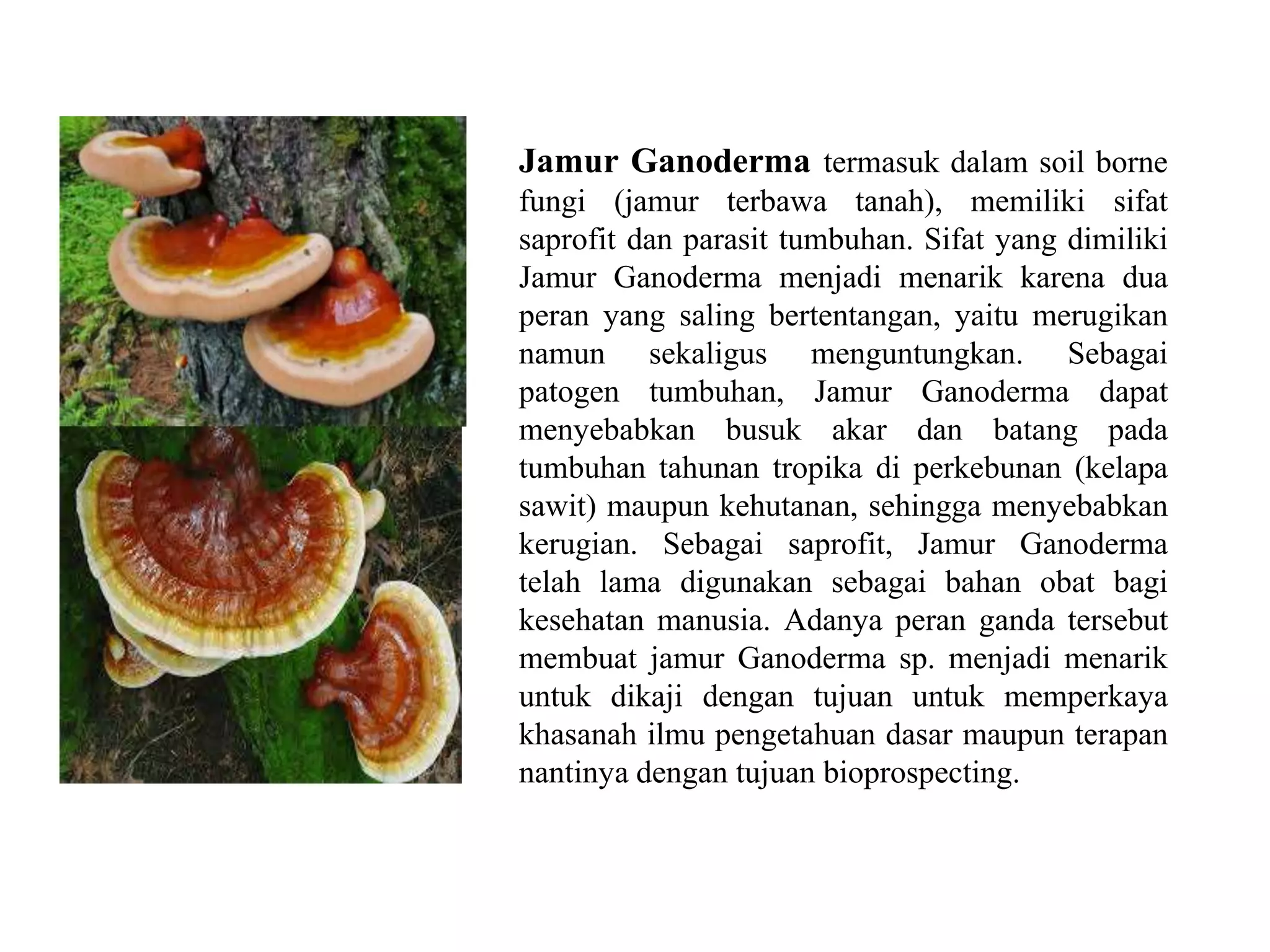 Ganoderma Armillaria Fomes | PPT
