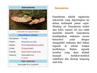 Ganoderma Armillaria Fomes | PPTX
